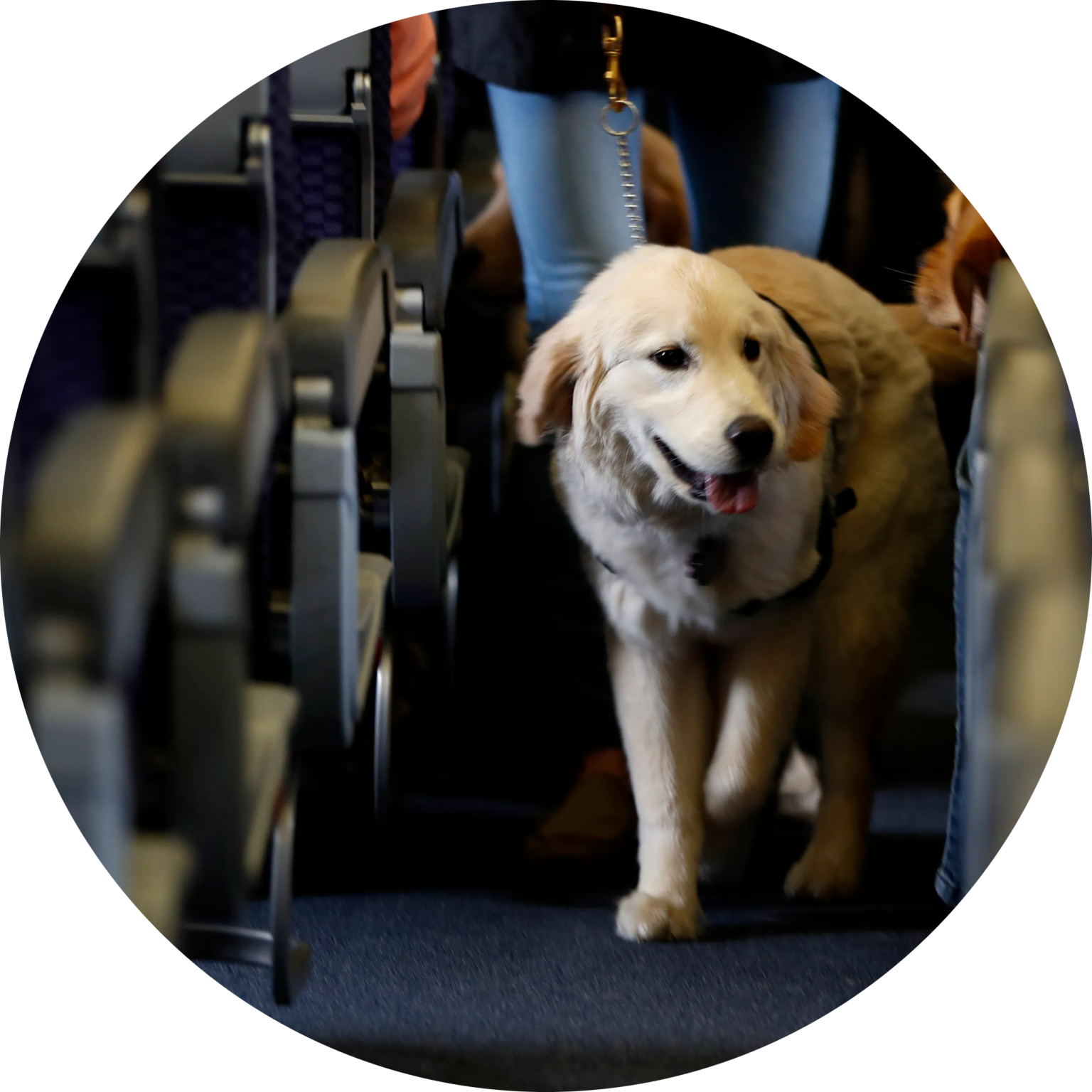 Sky Pets | Flying Pets | Flight packages